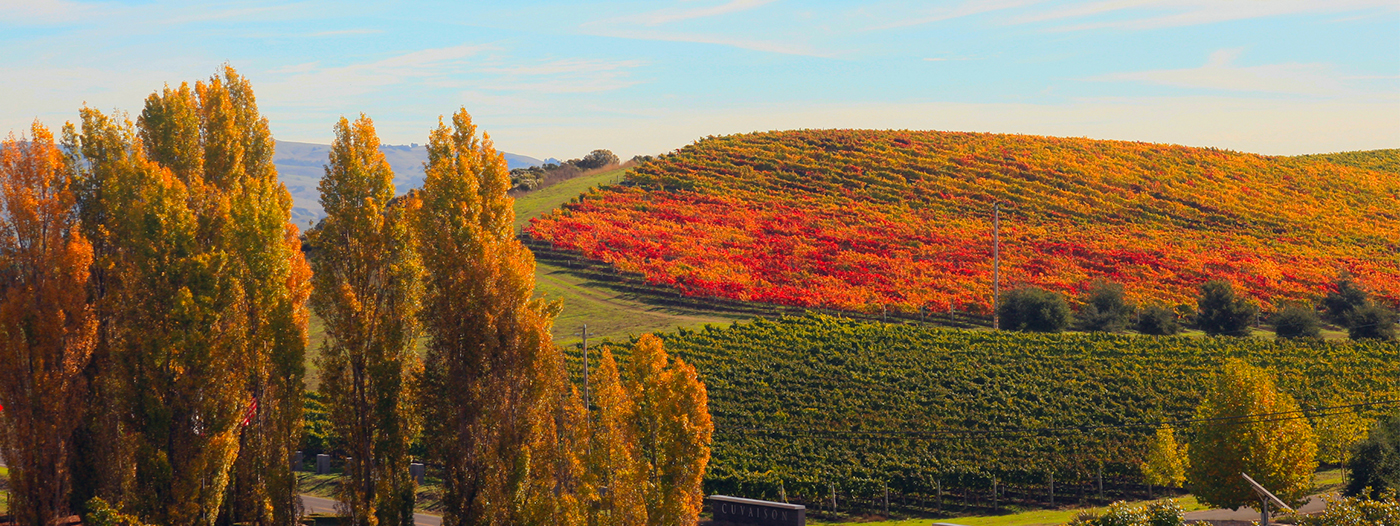 The Best Places to See Fall Foliage in the Bay Area | neighborhoods.com
