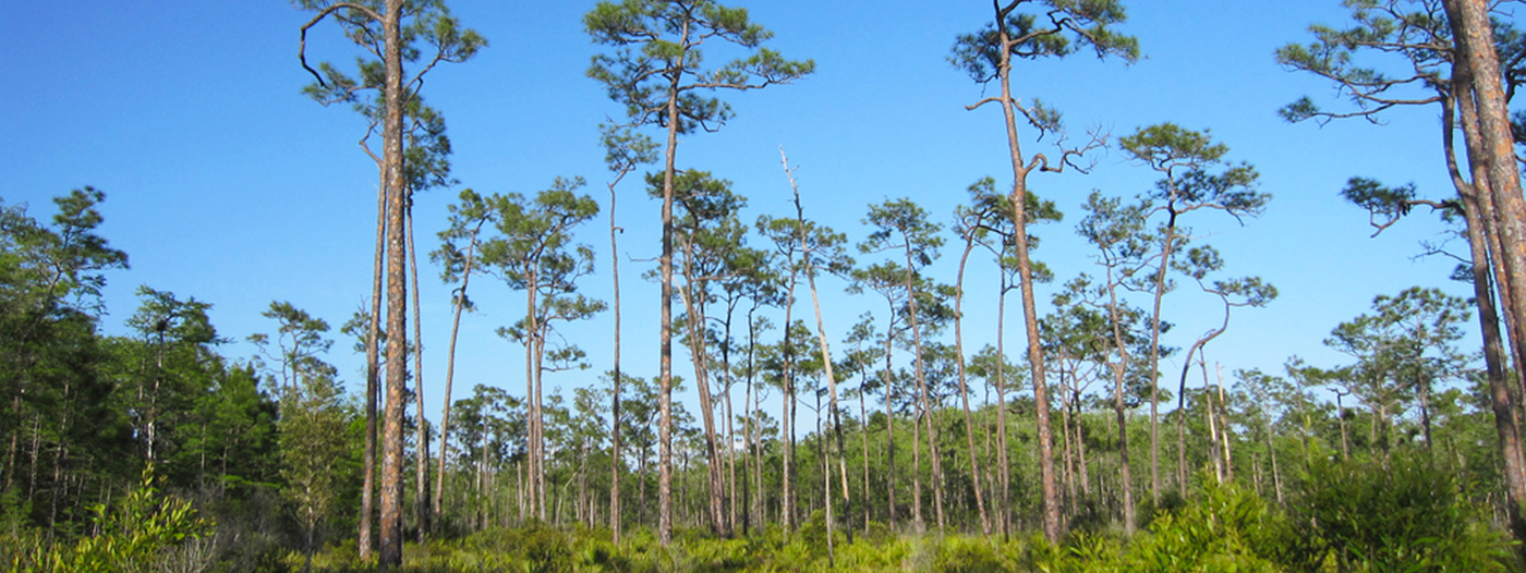 Lawsuit Filed Against Miami's Coral Reef Commons Development ...