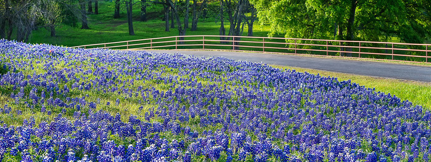 The Best Places to See Texas Bluebonnets This Spring | Neighborhoods.com